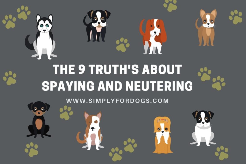 Spaying and Neutering (A Complete Guide) - Simply For Dogs