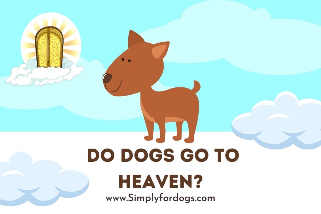 Do Dogs Go to Heaven? (Truth and Prejudice) - Simply For Dogs