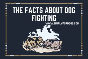 The Facts About Dog Fighting: What You Need to Know (Why & How to Stop ...