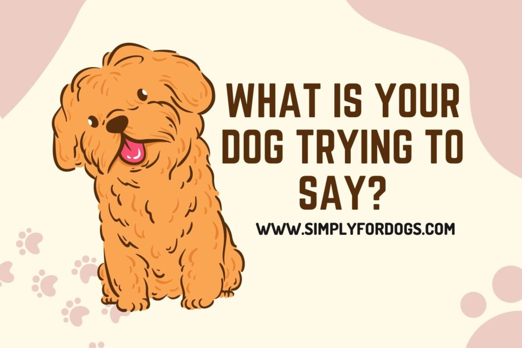 What is Your Dog Trying to Say? (The Facts) - Simply For Dogs