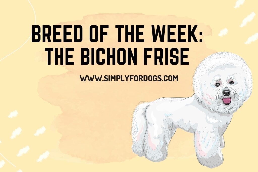 Breed of the Week: The Bichon Frise (Diet & Care) - Simply For Dogs