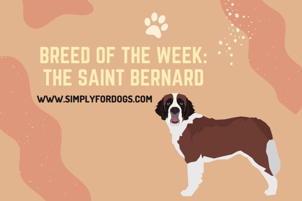 Breed of the Week: The Saint Bernard (Why They Are Best) Simply For Dogs