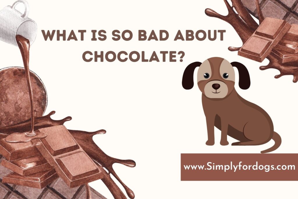 What is So Bad About Chocolate? - (Is It Dangerous) Simply For Dogs