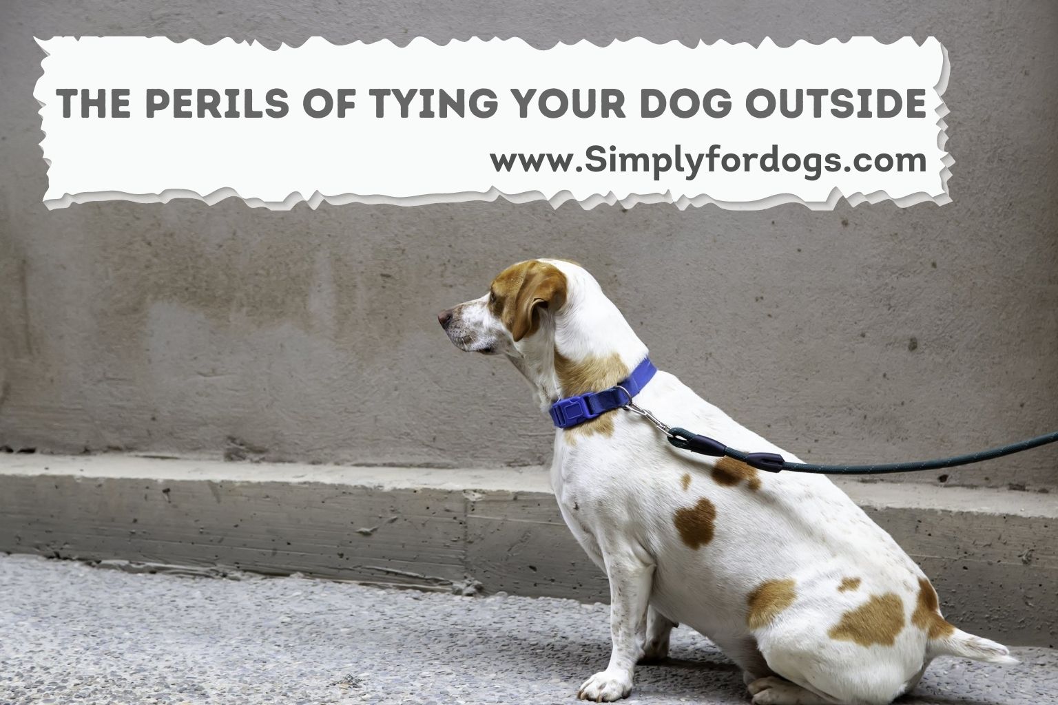 Perils-of-Tying-Your-Dog-Outside - Simply For Dogs