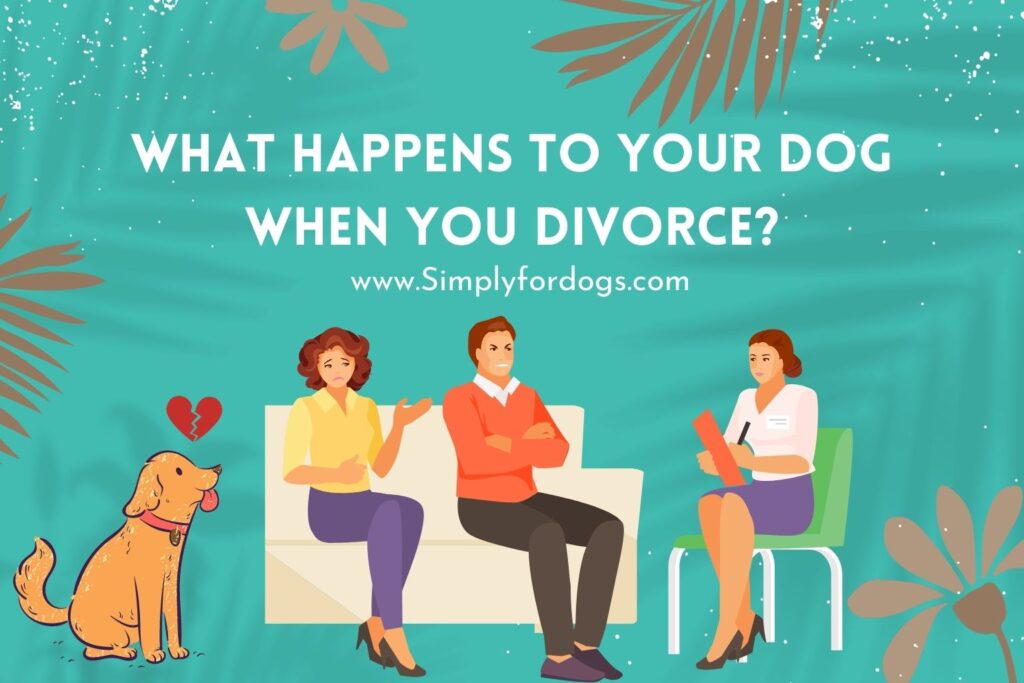 What Happens to Your Dog When You Divorce? - (The Truth)