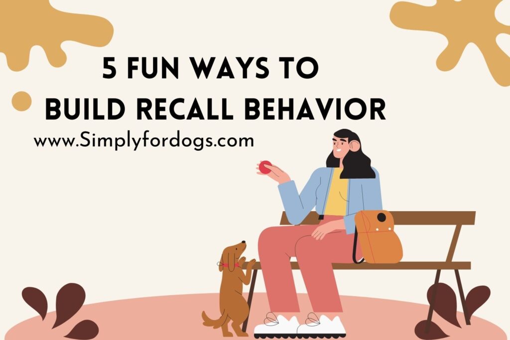 5 Fun Ways to Build Recall Behavior - (Why This Is Important)