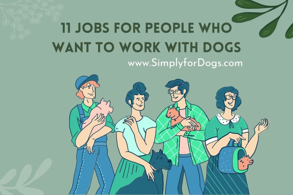 Jobs For People Who Want To Work With Dogs - (Effective Suggestion)