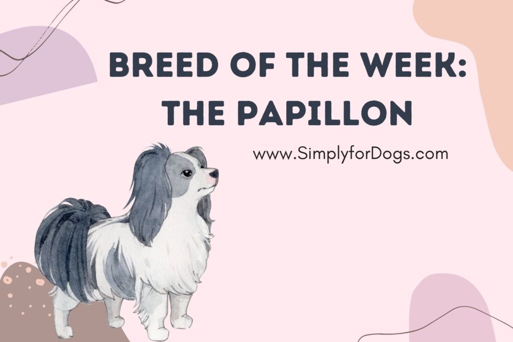 Breed of the Week: The Papillon (Things to Consider) - Simply For Dogs
