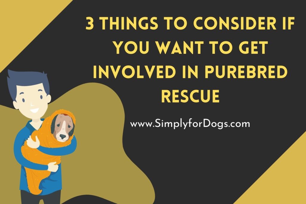 3 Things to Consider if You Want to Get Involved in Purebred Rescue ...