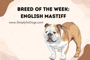 Breed Of The Week - English Mastiff (Learn Before Pet) - Simply For Dogs