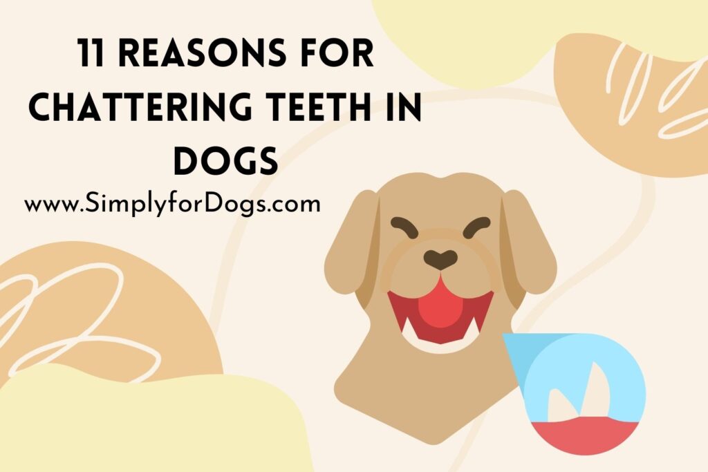 Chattering Teeth Dogs - Simply For Dogs