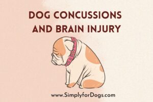 Dog Concussions and Brain Injury - (Reasons & Solutions)