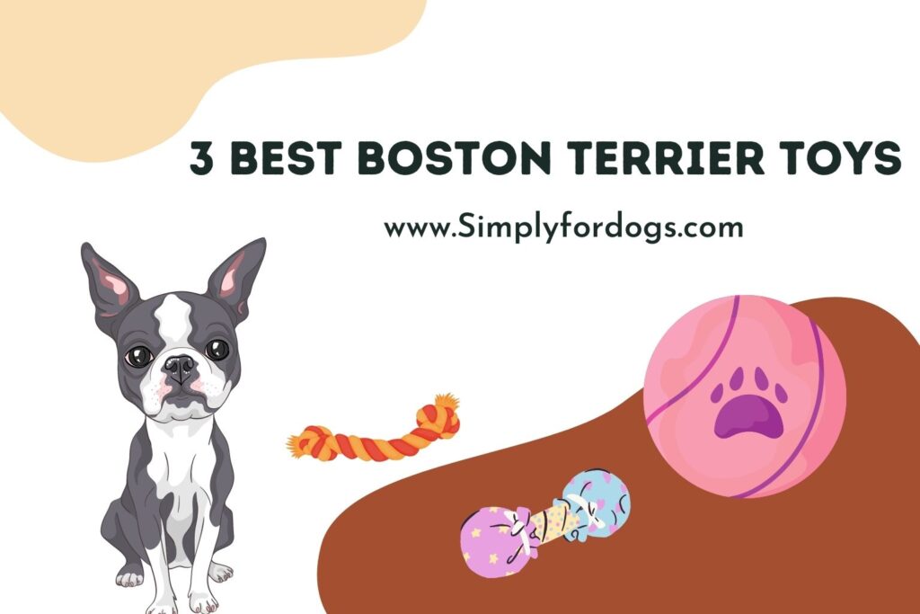 Best Boston Terrier Toys - (Safe and Budget-friendly) Simply For Dogs