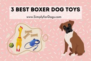 The Best Boxer Dog Toys - (Perfect for Entertainment) Simply For Dogs