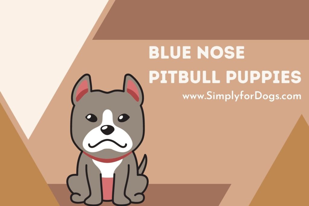 Blue Nose Pitbull Puppies - (Detailed Information) Simply For Dogs