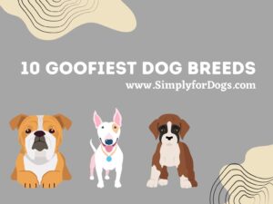 Goofiest Dog Breeds - (Know Before Pet) Simply For Dogs