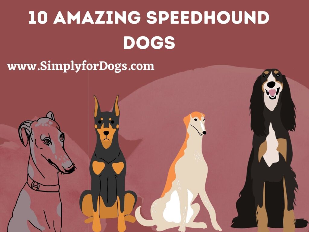 Amazing Speedhound Dogs - (And Obedient Too!) Simply For Dogs