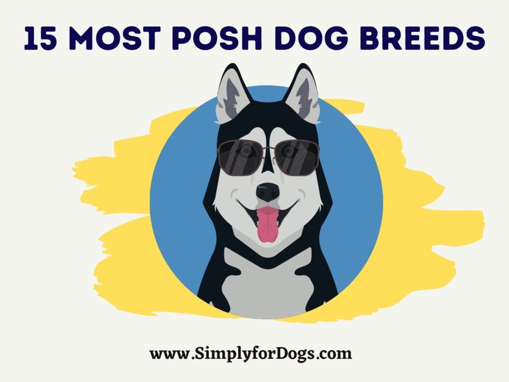 15 Most Posh Dog Breeds - (Why Are They Different?) Simply For Dogs