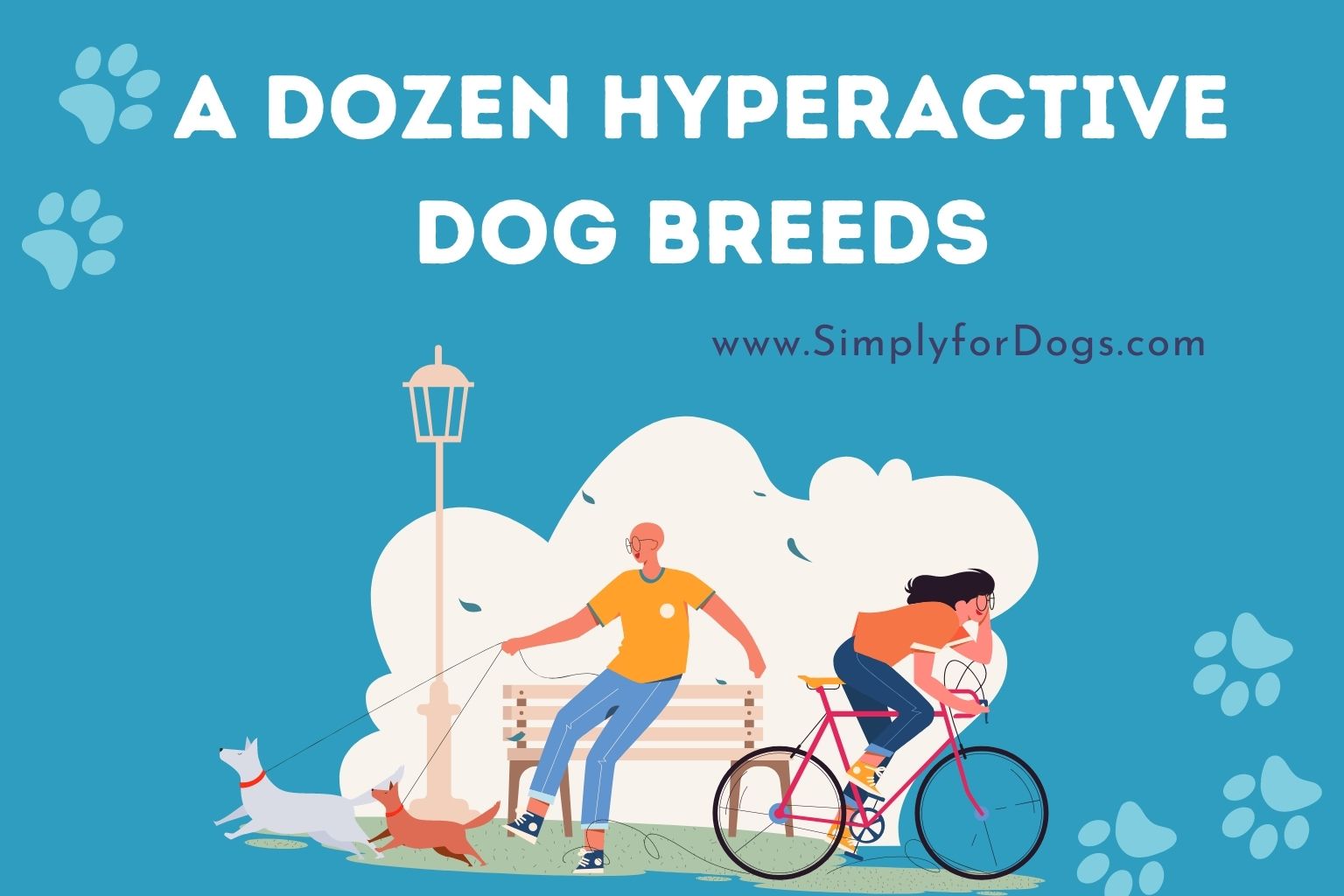 The Most Hyperactive Dog Breeds Pet Tips Simply For Dogs The Most Hyperactive Dog Breeds Pet Tips Simply For Dogs
