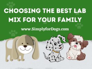 Best Lab Mix for Your Family - (Is It Good?) Simply For Dogs