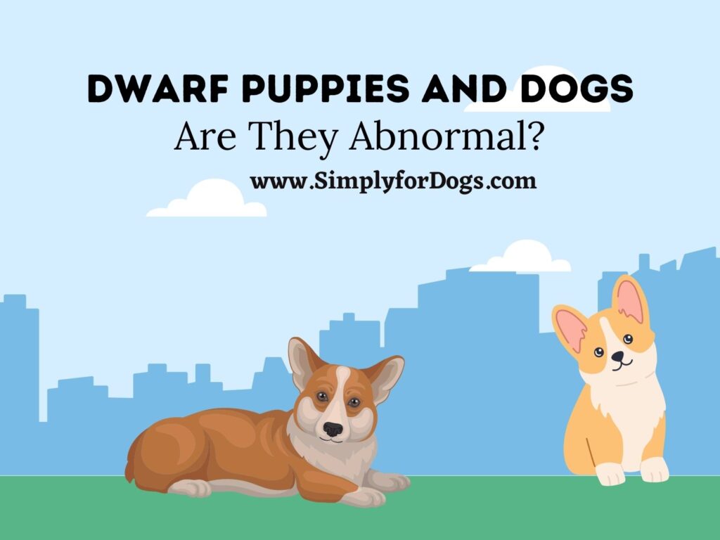 Dwarf Puppies and Dogs (Diet, Growth & Everything) - Simply For Dogs
