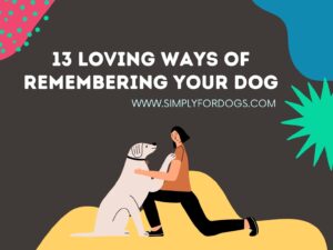 13 Loving Ways of Remembering Your Dog - (For A Good Bonding)
