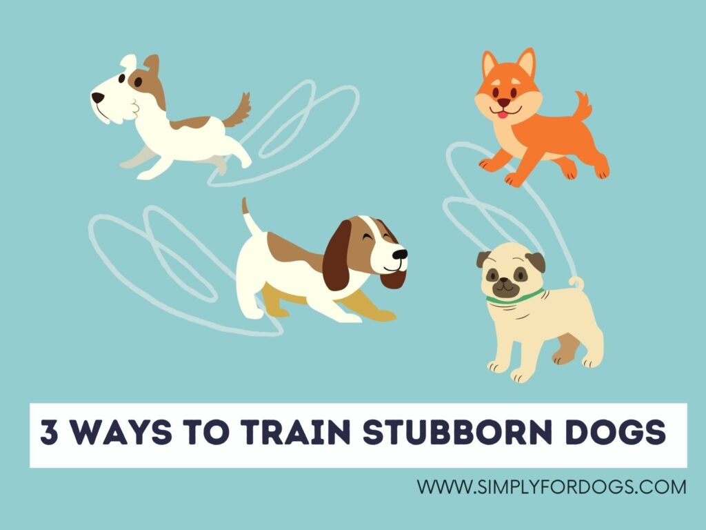 3 Ways to Train Stubborn Dogs - (Easiest Ways to Do) Simply For Dogs