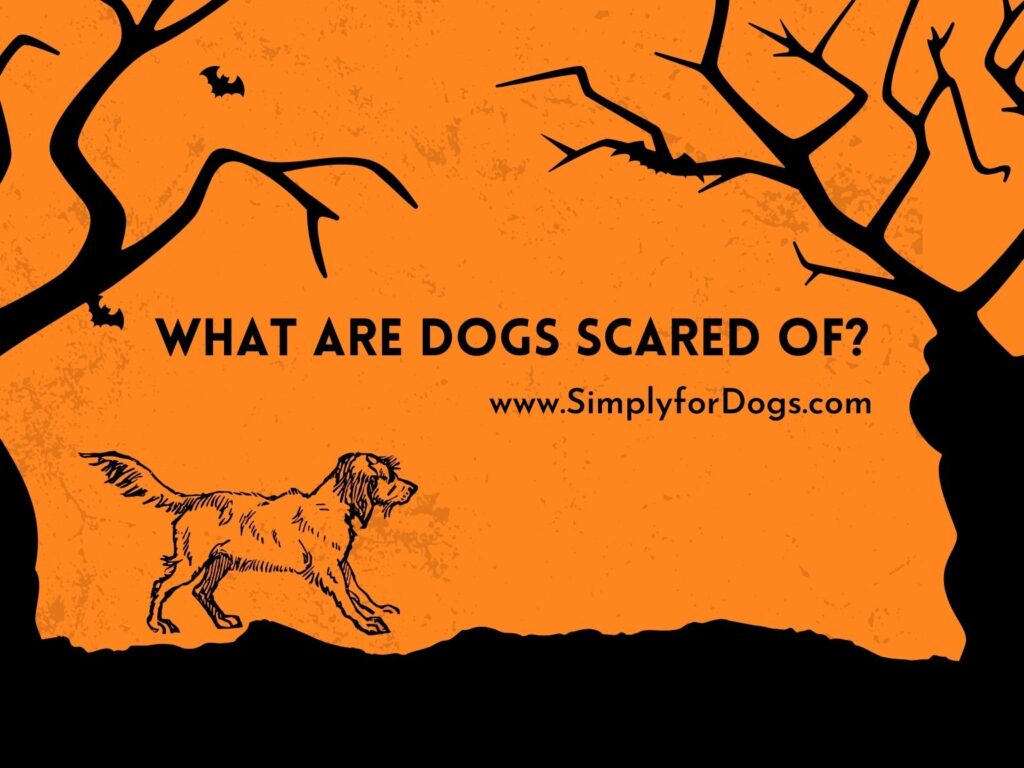 What Are Dogs Scared Of? - (Owners Should Know) Simply For Dogs