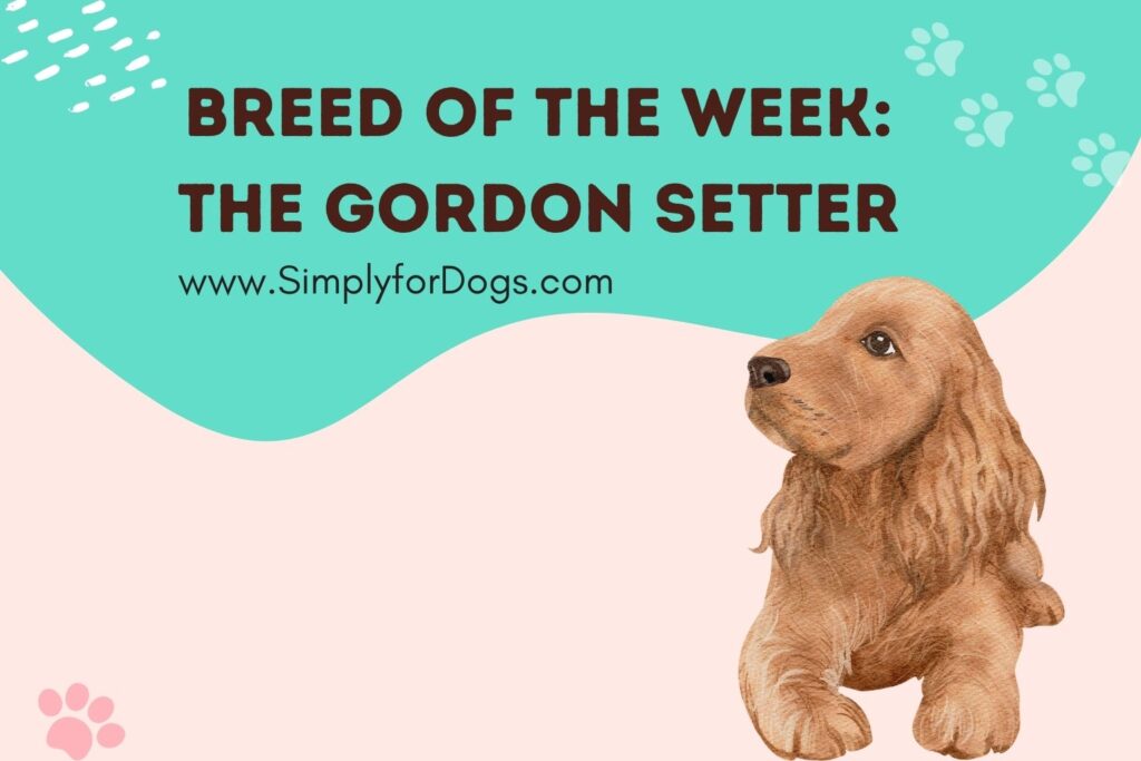 Breed Of The Week: Gordon Setter (Health, Diet & More) - Simply For Dogs