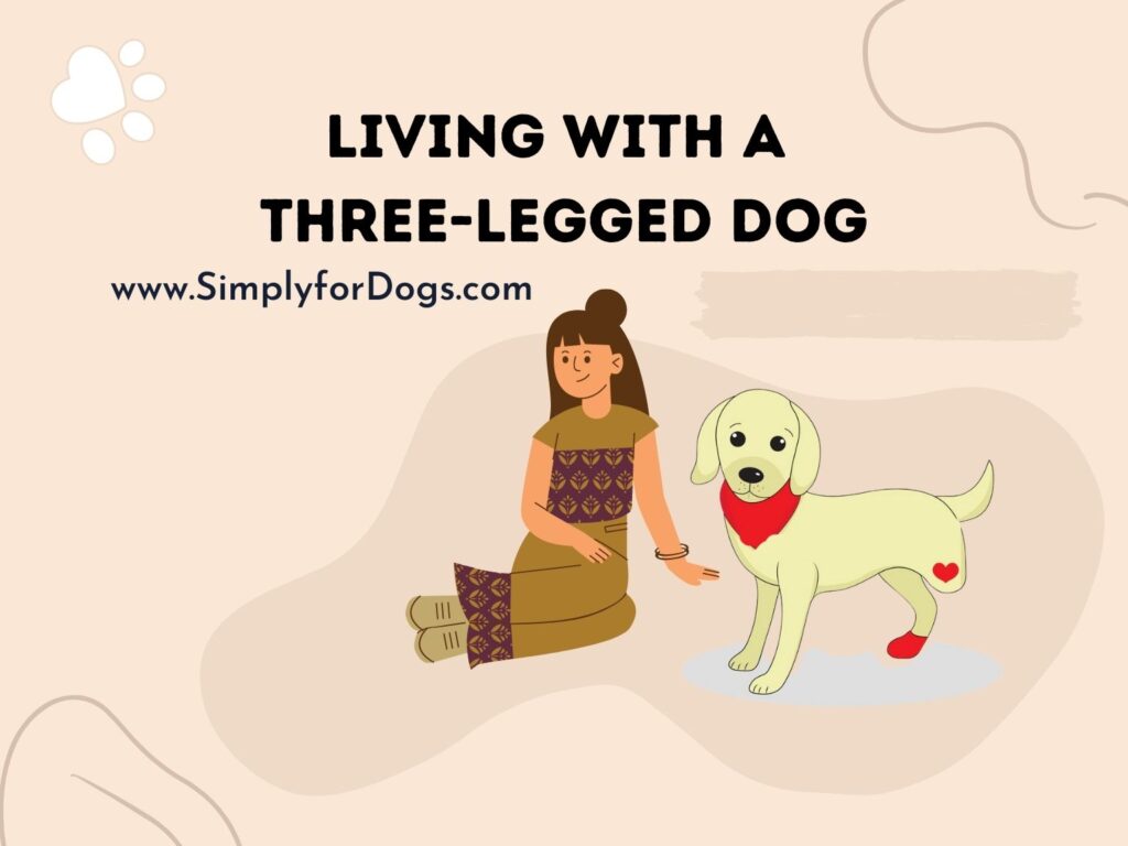 Tips For Living With A Three-Legged Dog - (Make Everything Easy)