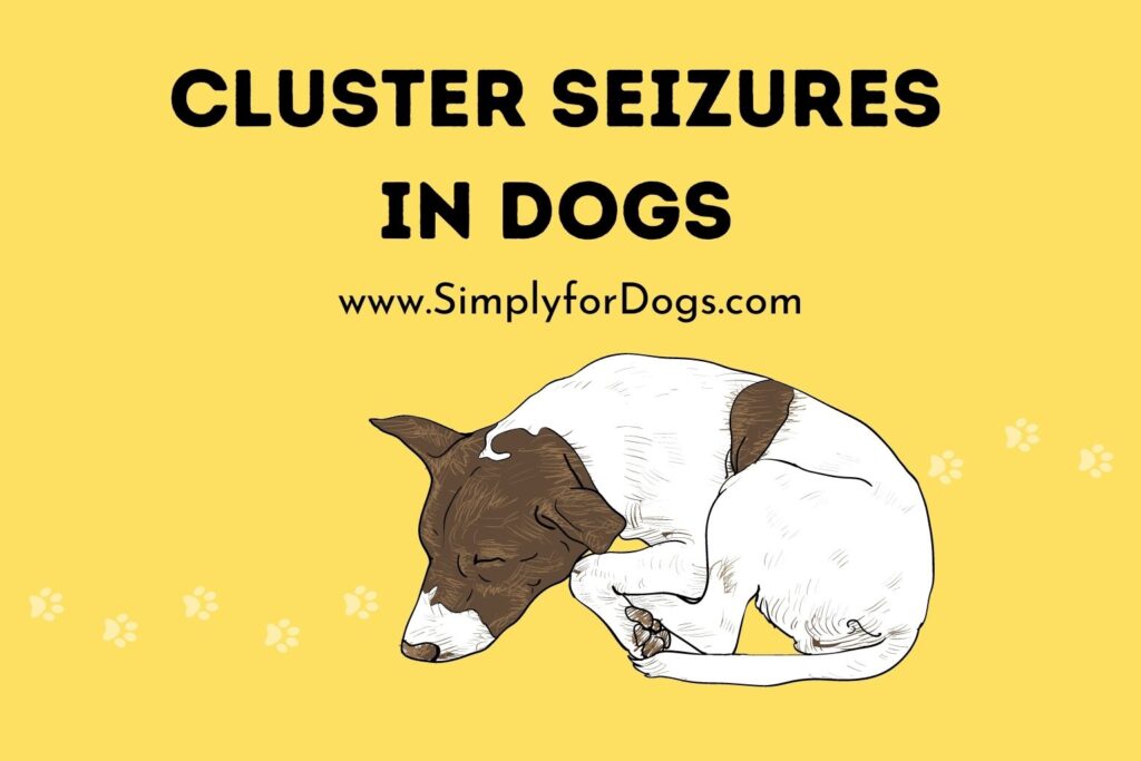 Cluster Seizures in Dogs (Permanent Solution) - Simply For Dogs