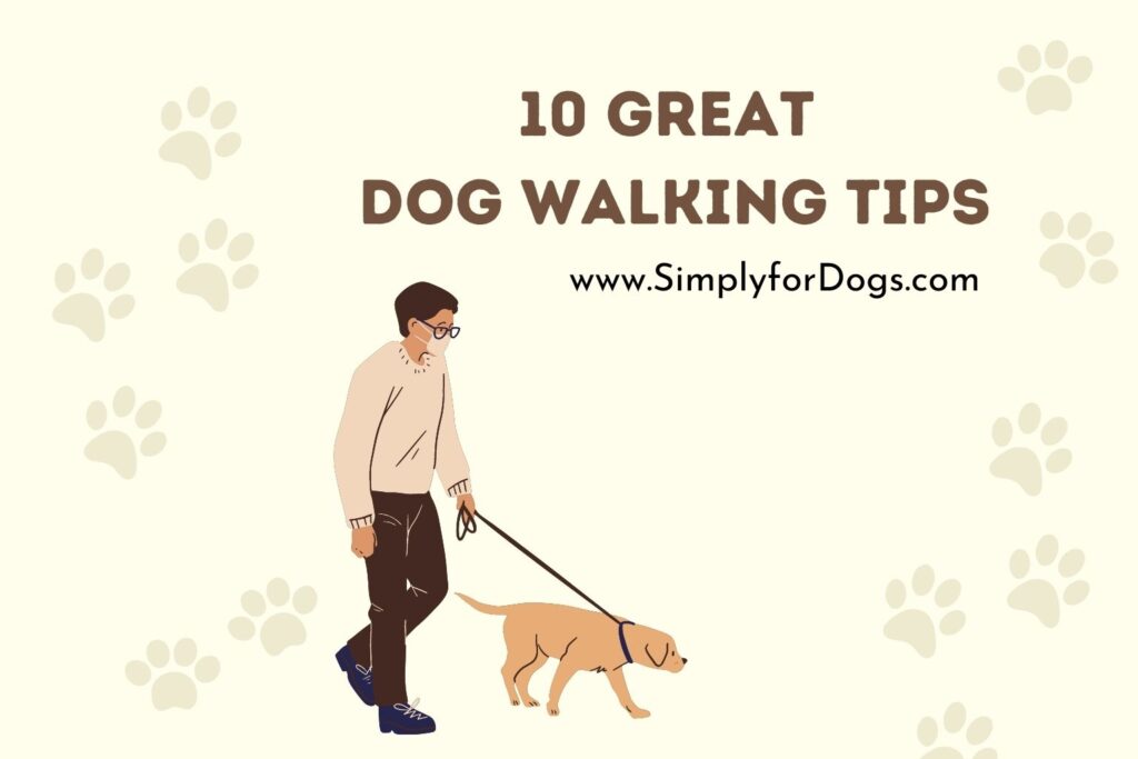 10 Great Dog Walking Tips (Ultimate Guide) - Simply For Dogs