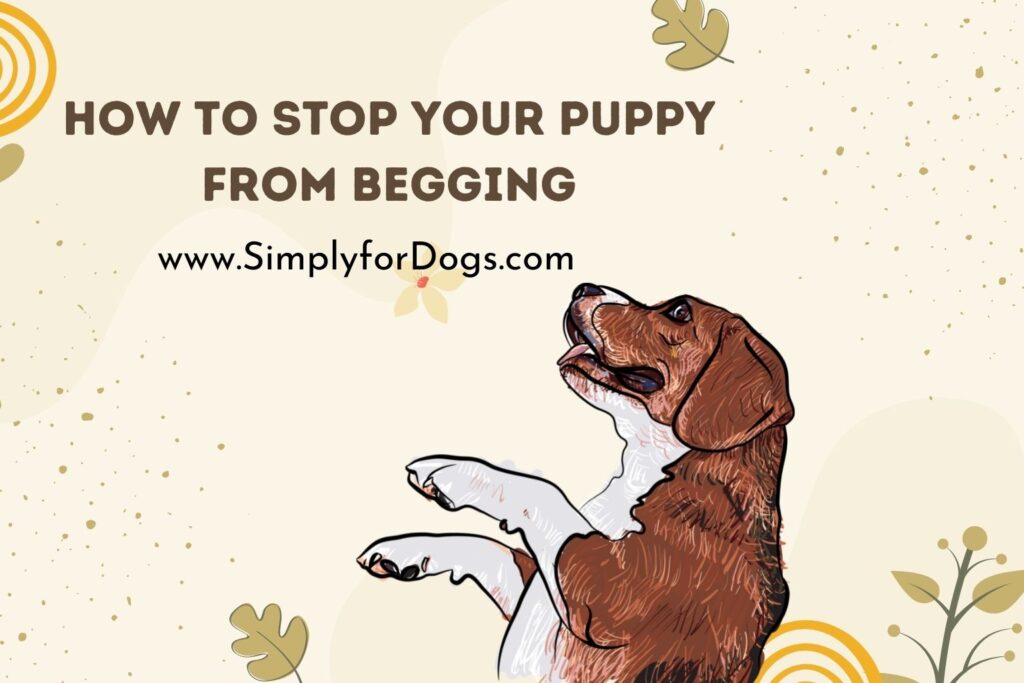 How to Stop Your Puppy from Begging? (Effective Tips) - Simply For Dogs