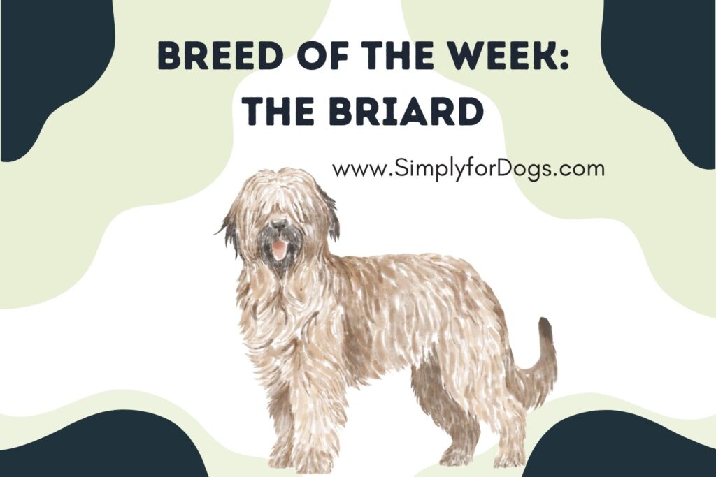 Breed of the Week: The Briard (Caring, Diet and More) - Simply For Dogs