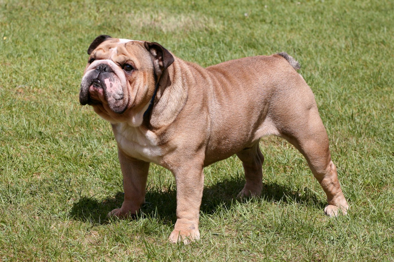 English Bulldog or French Bulldog - Simply For Dogs