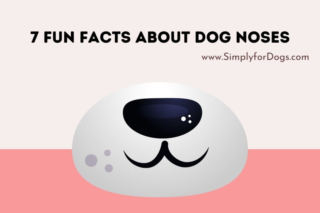 Fun Facts About Dog Noses Owners Should Know Simply For Dogs fun-facts-about-dog-noses-owners-should-know-simply-for-dogs