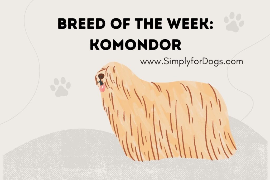 Breed of the Week: Komondor (Pet Tips) - Simply For Dogs