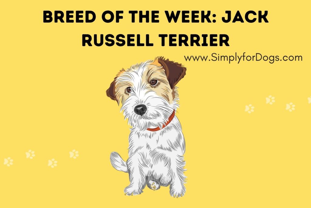 Breed of the Week: Jack Russell Terrier (Diet, Care & Pet) - Simply For ...