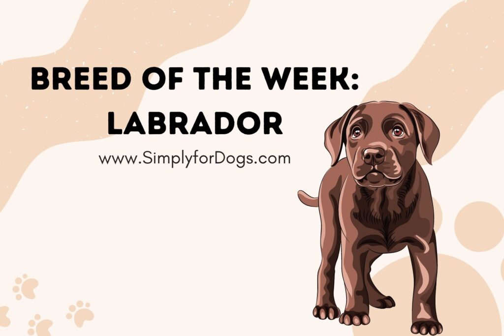 Breed of the Week: Labrador (Pet Tips) - Simply For Dogs