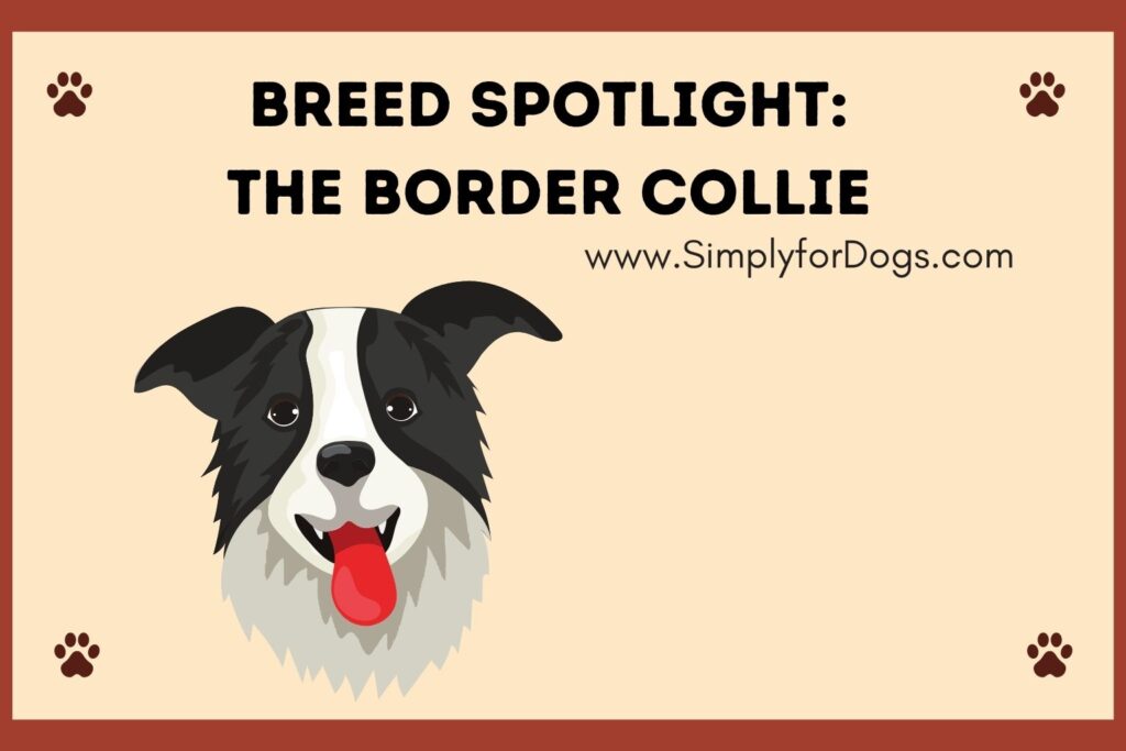 Breed Spotlight: The Border Collie (Pet Tips) - Simply For Dogs
