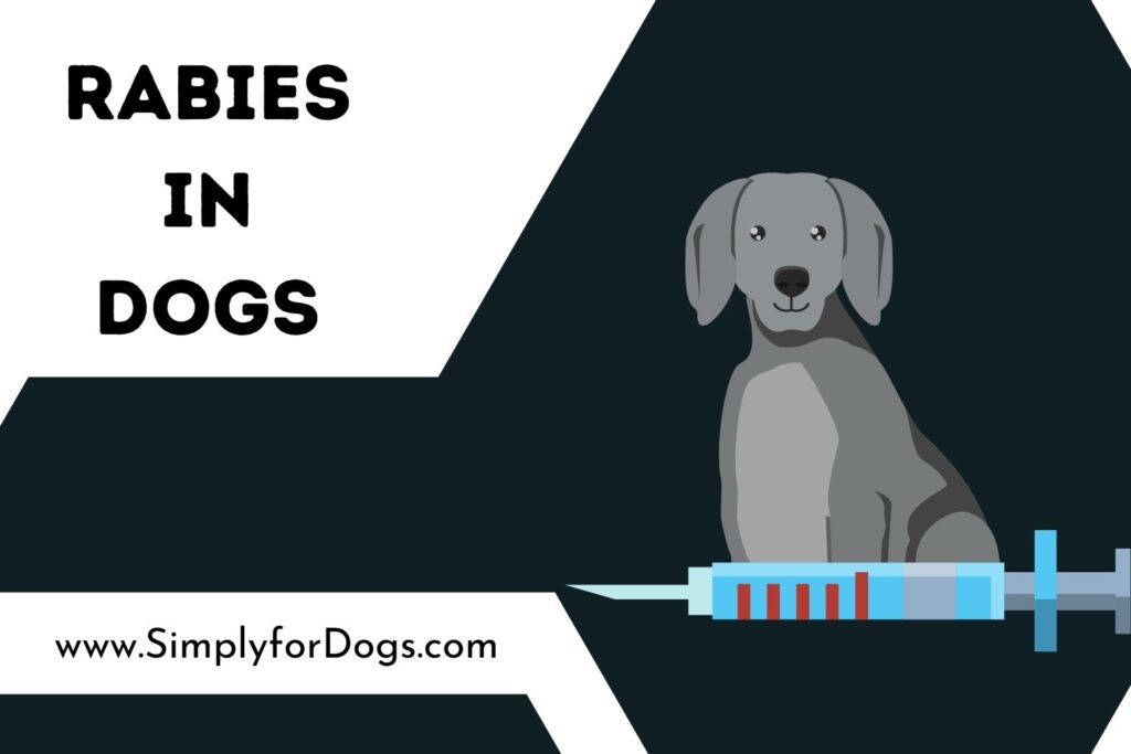 Rabies in Dogs (Causes & Meditations) - Simply For Dogs