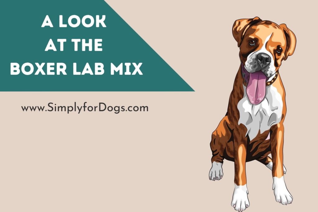 A Look at the Boxer Lab Mix (Guide Before Pet) - Simply For Dogs