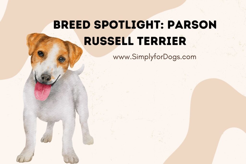 Breed Spotlight: Parson Russell Terrier (Pet Tips) - Simply For Dogs