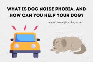 Dog Noise Phobia (How to Control) - Simply For Dogs