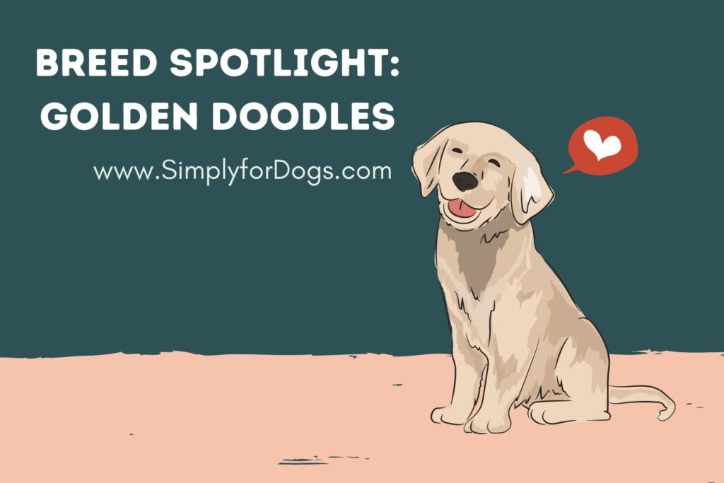 Breed Spotlight: Golden Doodles (Surprising Information) - Simply For Dogs