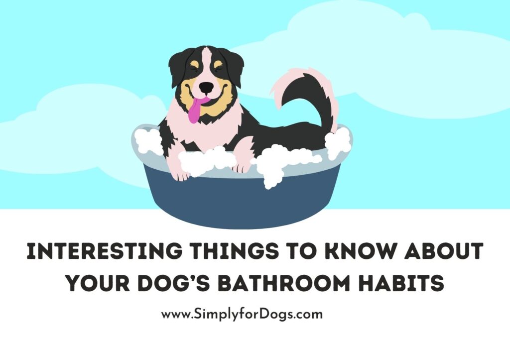 Dog’s Bathroom Habits (You Should Know) - Simply For Dogs