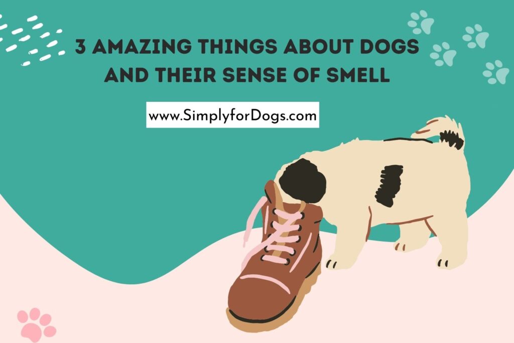Dogs And Their Sense Of Smell Fun Fact Simply For Dogs dogs-and-their-sense-of-smell-fun-fact-simply-for-dogs