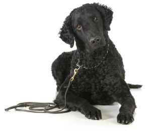 31 Retriever Breeds (Diet, Treat & More) - Simply For Dogs