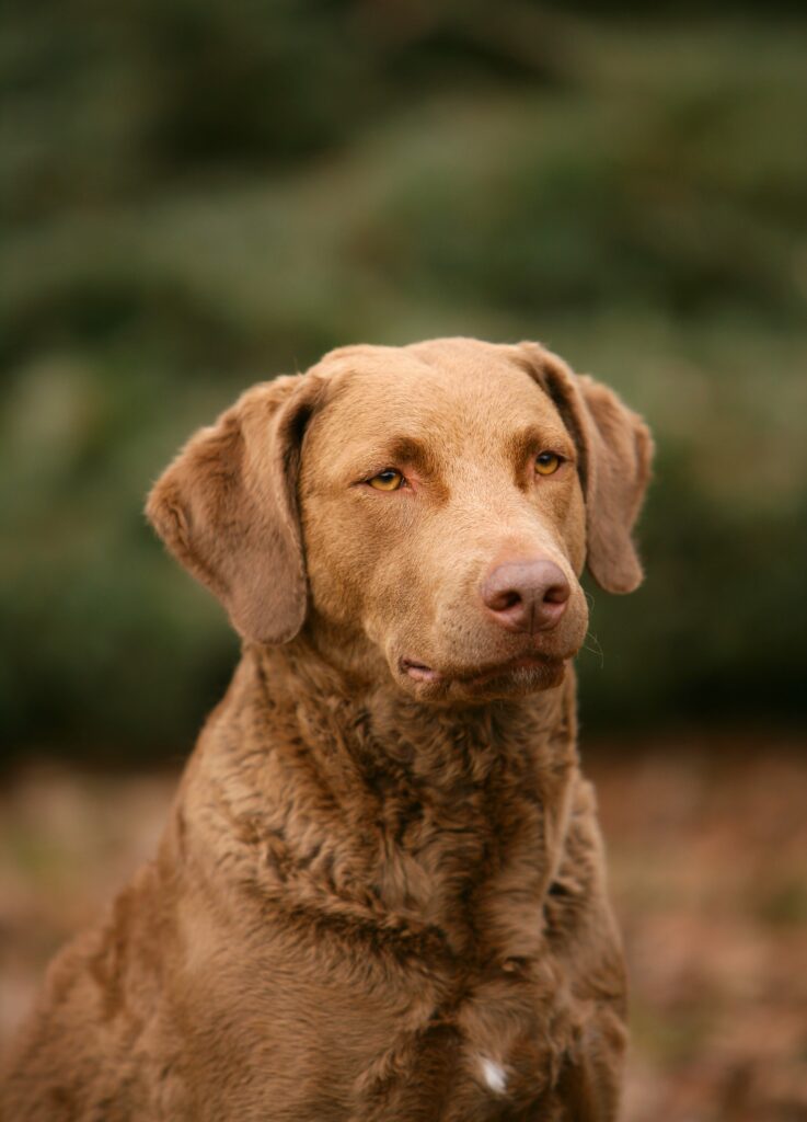 31 Retriever Breeds (Diet, Treat & More) - Simply For Dogs