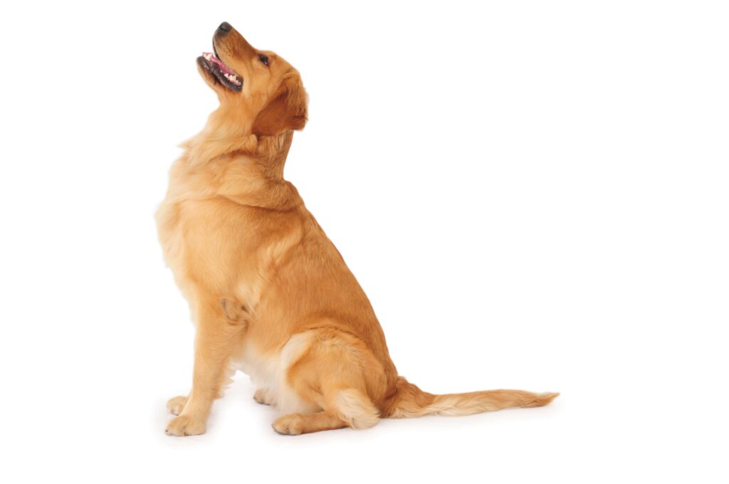 31 Retriever Breeds (Diet, Treat & More) - Simply For Dogs